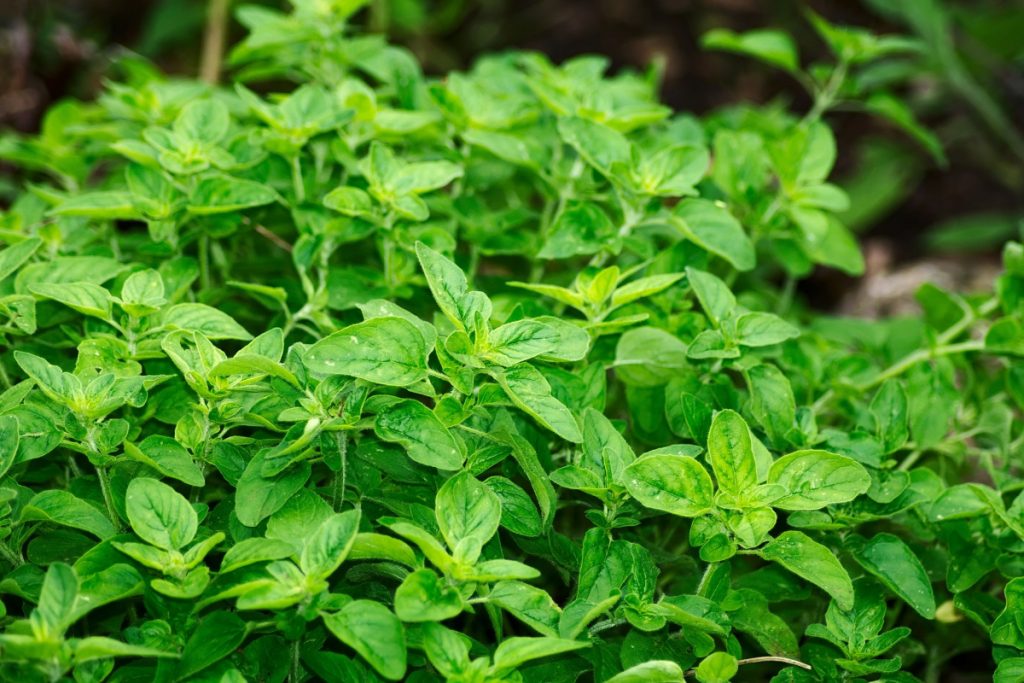 Different Types of Oregano