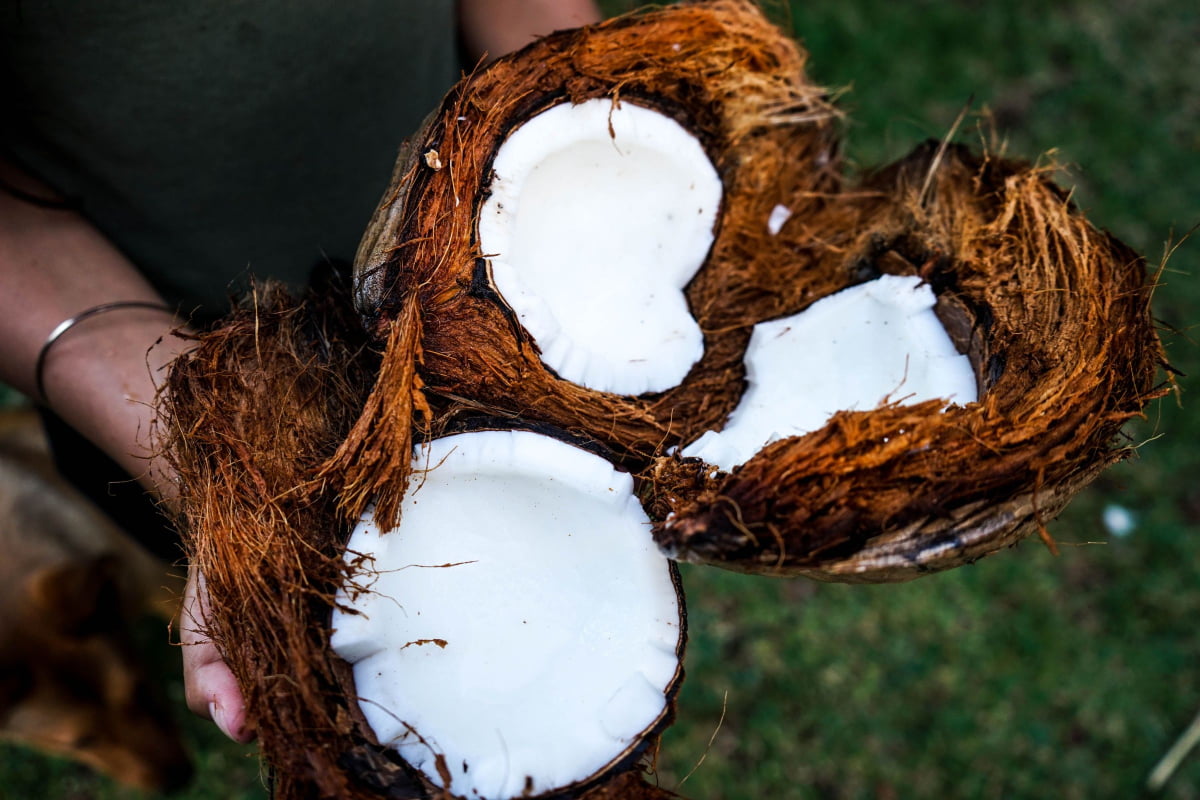 Different Types Of Coconuts | Herval.co