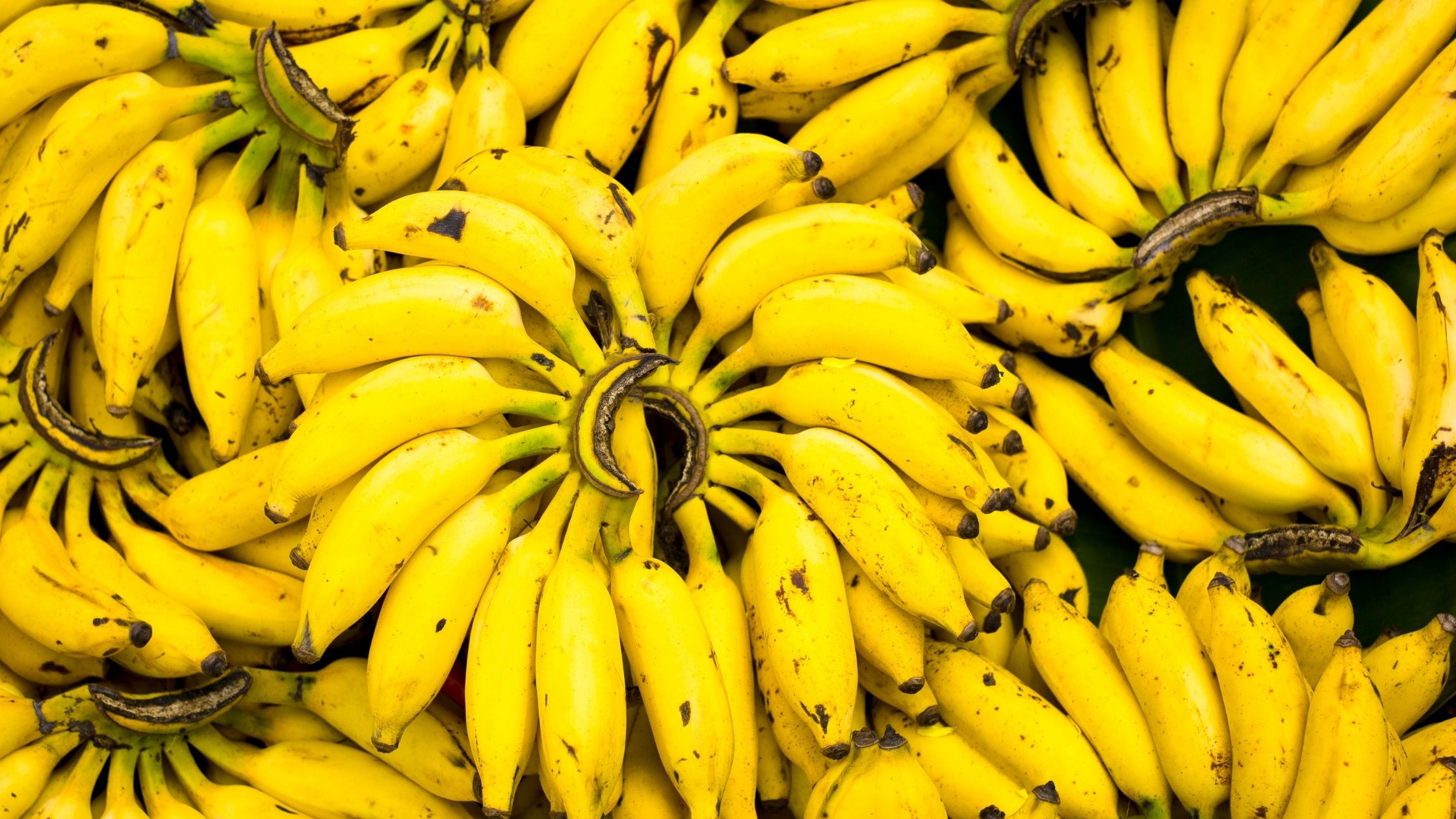 Different types of Bananas