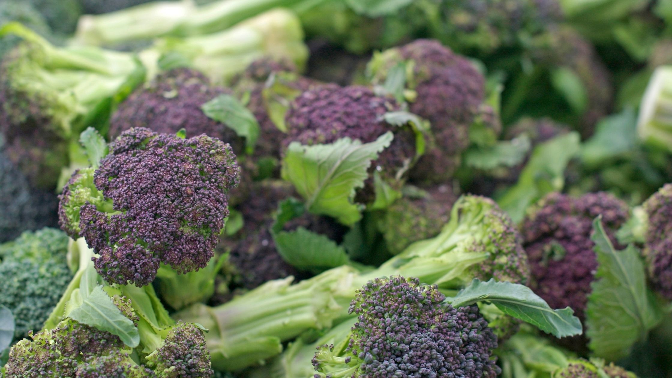 Different types of Broccoli