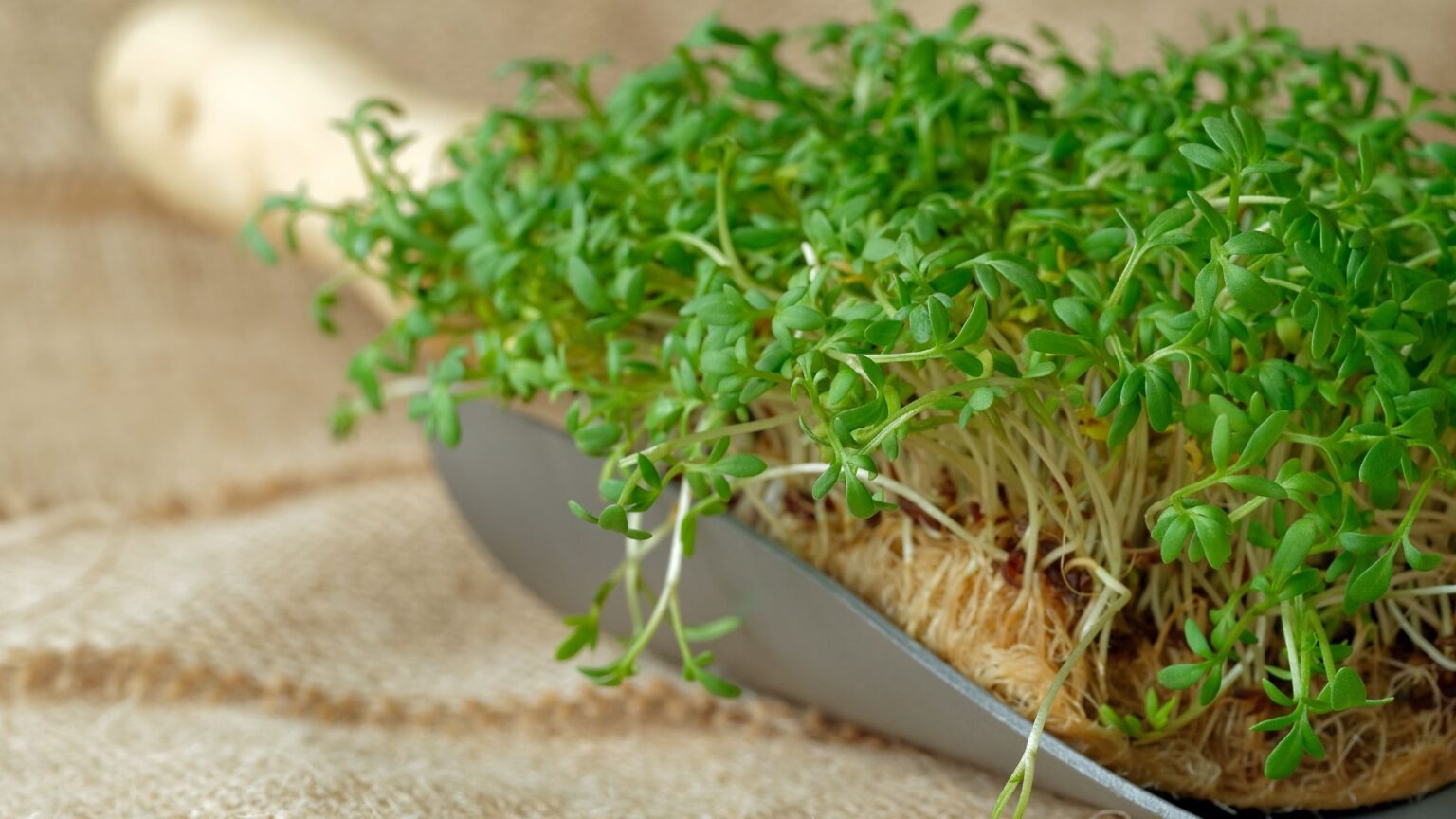 Types of Garden Trowels