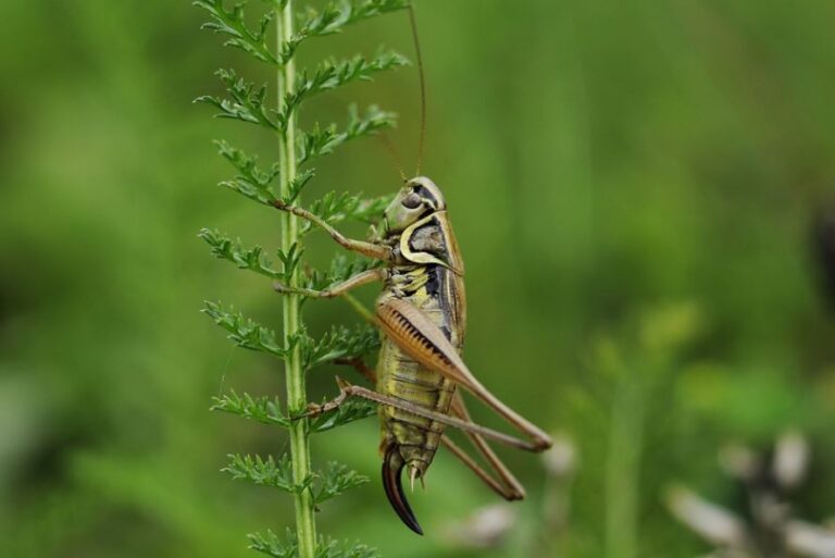 4 Different Types Of Crickets